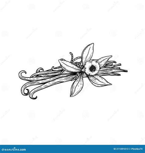 Vanilla Sticks In Bunch And Vanilla Flower Sketch Style Hand Drawn