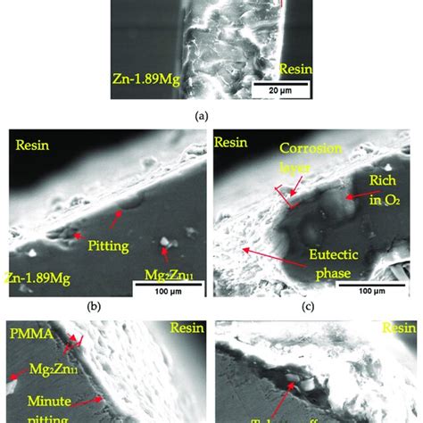 Cross Section After 720 H Of Immersion In Sbf Of A Pure Zn B C