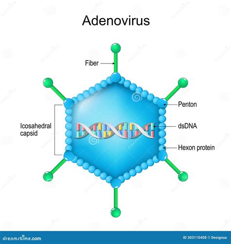 Structure Of Adenovirus Vector Diagram 34731829