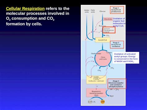 Ppt Citric Acid Cycle Dokumen Tips