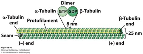 Lecture 21 Flashcards Quizlet