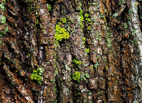 Premium Photo Abstract Natural Background Of Tree Bark