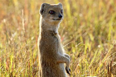Cute Mongoose Images Browse Stock Photos Vectors And Video Adobe Stock