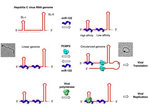New Paper From The Choi Lab Published In Nucleic Acids Research