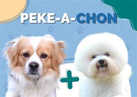 Peke A Chon Bichon Frise And Pekingese Mix Info Pictures Traits Hepper Pet Resources