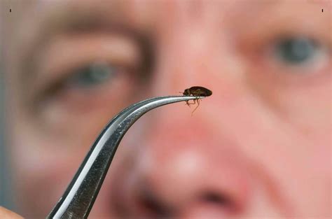 bed bugs vs the world