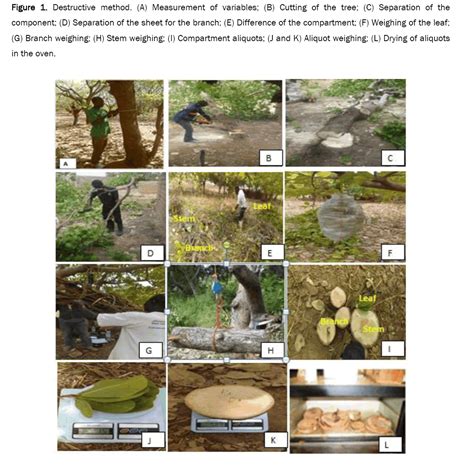 Aboveground Biomass Allometric Model Development For Cashew In Cameroon Open Access Journals