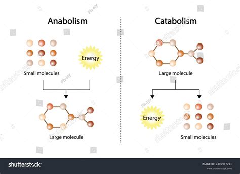 Anabolism Catabolism Anabolism Process Building Complex Stock Vector Royalty Free