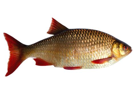 Common Rudd Alchetron The Free Social Encyclopedia