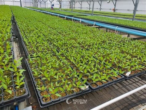 충북 음성군 철저한 고추 육묘 관리 당부