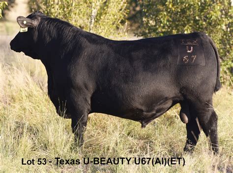 2024 Sale Bulls Photos May Texas Angus