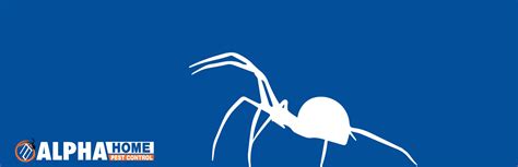 Black Bugs With Red Marks On Their Backs Box Elder Bugs