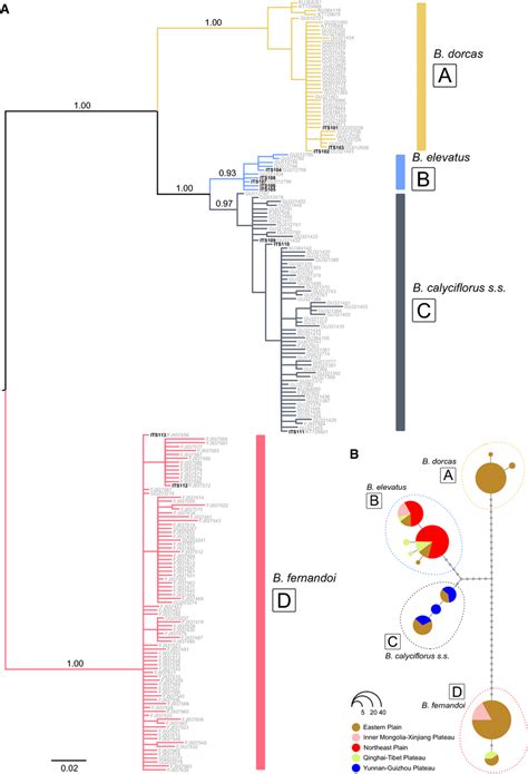 A The Bayesian Phylogenetic Trees Of The Its 1 Region 396 Bp Of Download Scientific Diagram