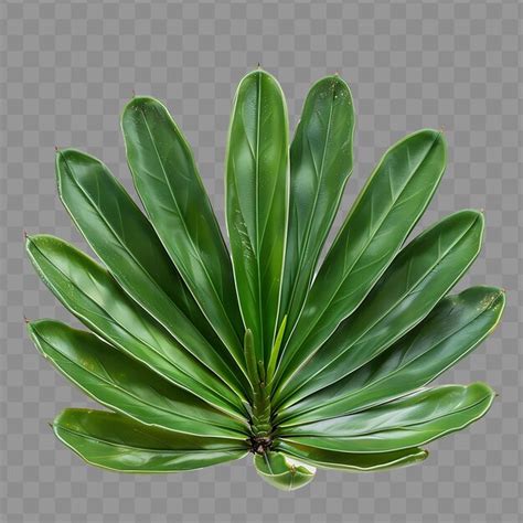 Joshua Tree Leaf With Spiky Leaf Shape And Dark Green Color Isolated