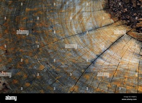 Abstract Background Concept Close Up Of Rings Within Tree Trunk Stock Photo Alamy