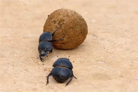 How Insects Find Love Unconventional Courtship Rituals Nature Roamer