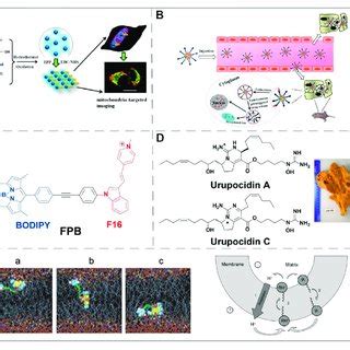 Summary Of Mitochondria Targeting Small Molecules Download Scientific Diagram