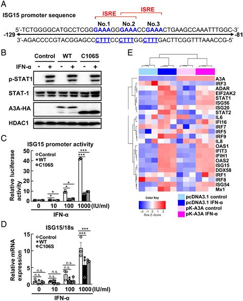 Apobec3a Regulates Transcription From Interferon Stimulated Response Elements Pnas