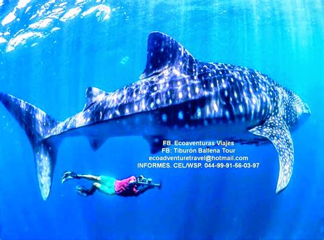 Ecoaventuras Y Viajes El Tiburon Ballena