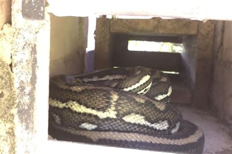 python found hiding in australian mailbox