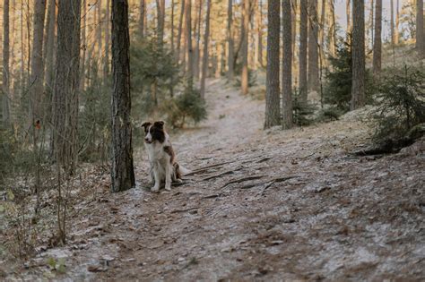 Meet The Border Collie Irish Setter Mix A Loyal Companion