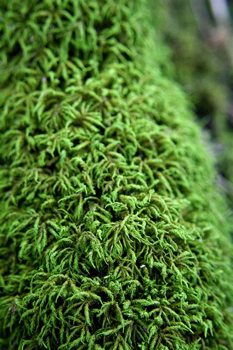 Types Of Moss To Consider For Your Next Garden Project
