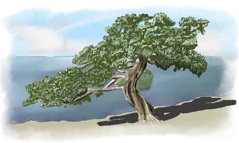 How To Draw A Tree In 6 Simple Steps