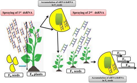 diagram representing the effect of dsrna spray on seed genomic