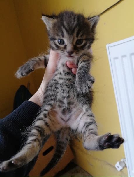 ПОМОГАЕМ ИНФОРМАЦИОННО Симферополь В Каменке бездомная кошка вывела больших уже котят