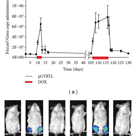 Long Term Controllable Transgene Expression Using Doxycycline Inducible Download Scientific