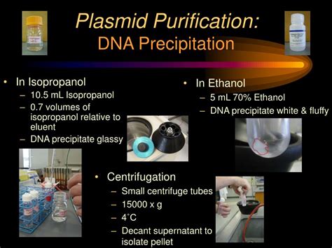 Ppt Fluorescent Proteins And Plasmid Purification For Optical