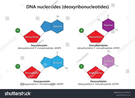 Deoxyribonucleotide