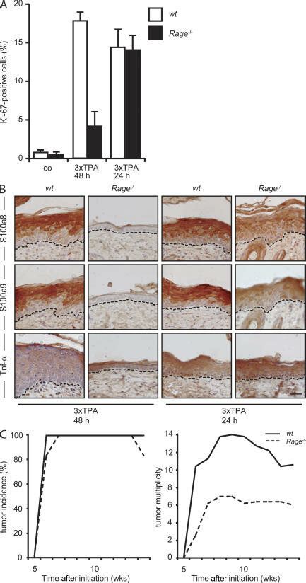 Epidermal Hyperplasia And Tumor Promotion After Accelerated Tpa Download Scientific Diagram