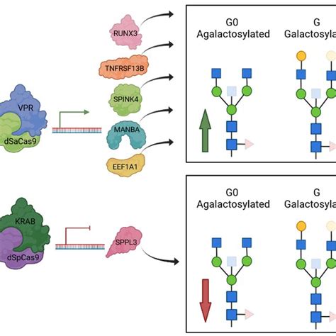 A Graphical Review Of Up To Date Functional Validation Of Gwas Hits Download Scientific Diagram