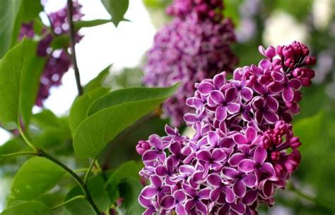 იასამნის მოვლის წესები გულმოდგინე მებაღეებისთვის