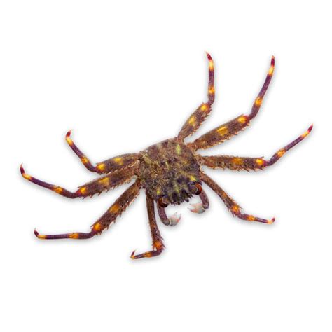 Sally Lightfoot Crab Blue Seas Aquariums