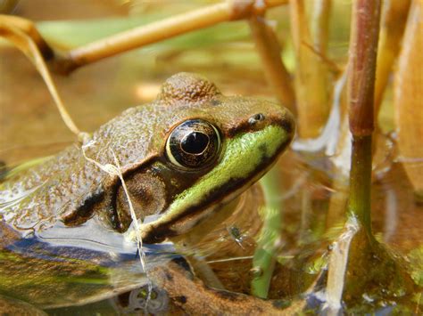 Download Cute Frog Emerging From Water Wallpaper Wallpapers Com