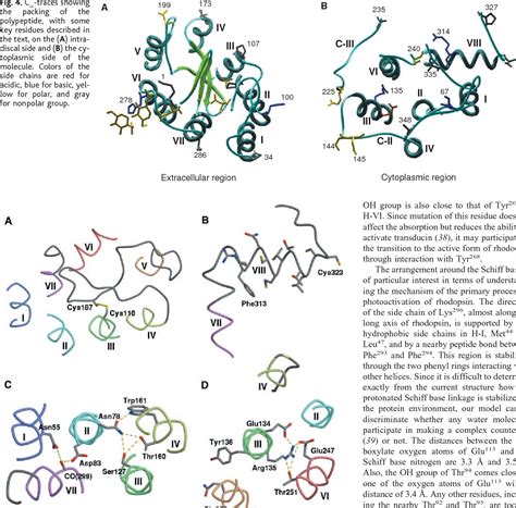 Figure 1 From Crystal Structure Of Rhodopsin A G Protein Coupled Receptor Palczewski K 1