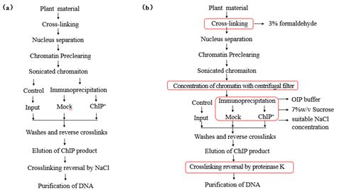 The Procedure For The Newly Developed Chip Protocol The Outline Of The Download Scientific