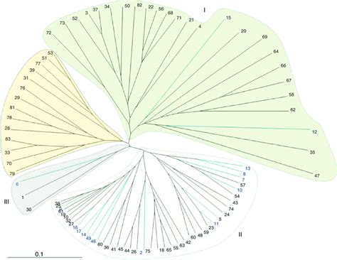 neighbour joining tree based on the distance matrix of 29 simple