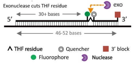 Recombinase Polymerase Amplification Basics Applicati