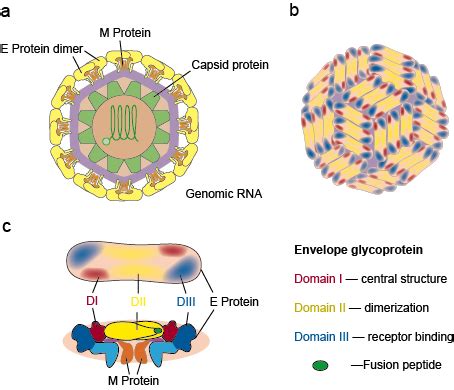 Dengue Virus Creative Diagnostics
