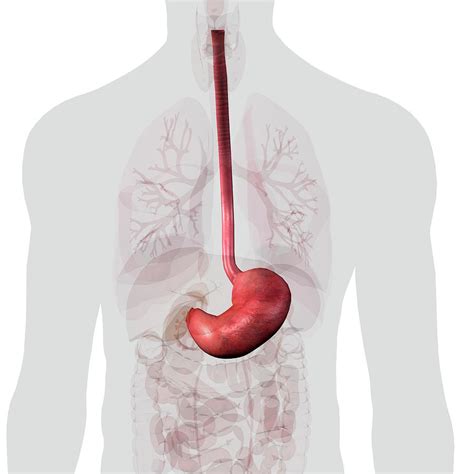 Stomach And Esophagus Isolated Photograph By Hank Grebe Fine Art America