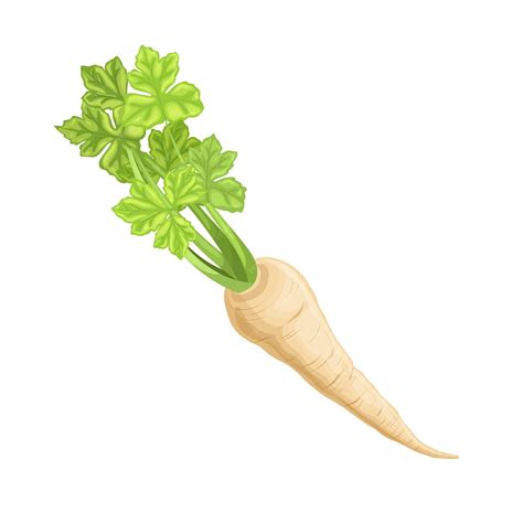 Premium Vector Parsnip Root Food Cartoon Vector Illustration