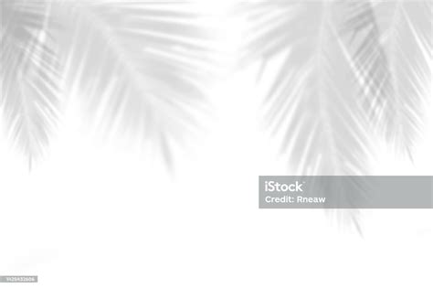 배경과 벽지 흑백 흑백 톤에 금이 간 선이있는 흰색 콘크리트 벽 질감에 떨어지는 자연 야자 잎의 추상적 인 회색 그림자 배경 0명에 대한 스톡 사진 및 기타 이미지 Istock