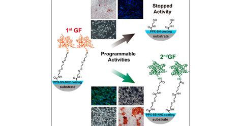 Stepwise And Programmable Cell Differentiation Pathways Of Controlled