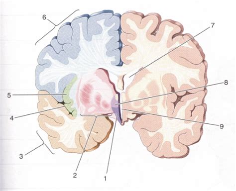 Telencephalon Section Diagram Quizlet