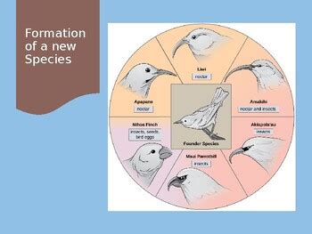 Speciation Ppt By BioDiva TPT