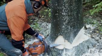 Tree Cutting Warrawee North Sydney Tree Services