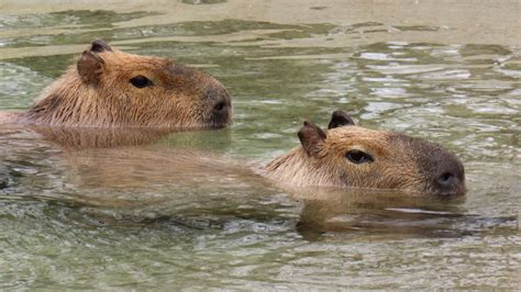 Capybara Swimming Why These Giant Rodents Are Such Good Swimmers
